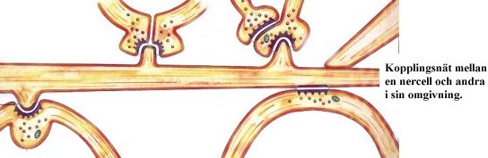 Strategisk forskning: Biologiska informationssystem