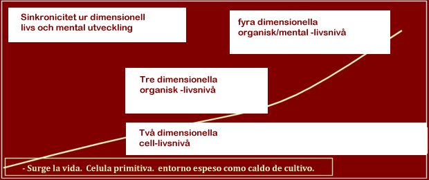 Synkronicitets teori; en transcendental mental process